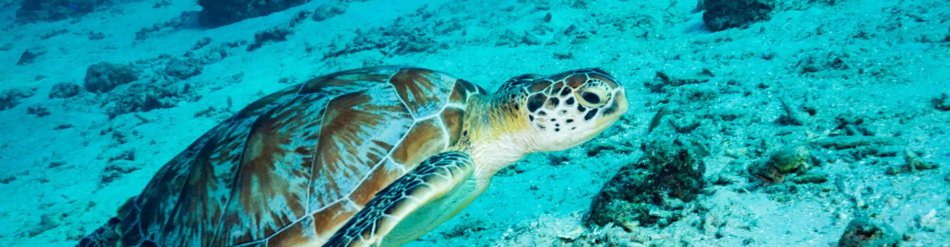 Borneo, Java, Bali e islas Gili - TUI Spain