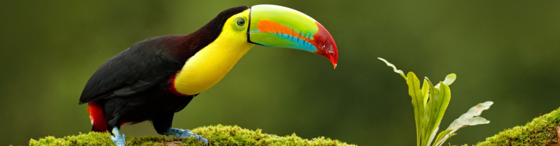 Costa Rica Clásica - TUI Spain